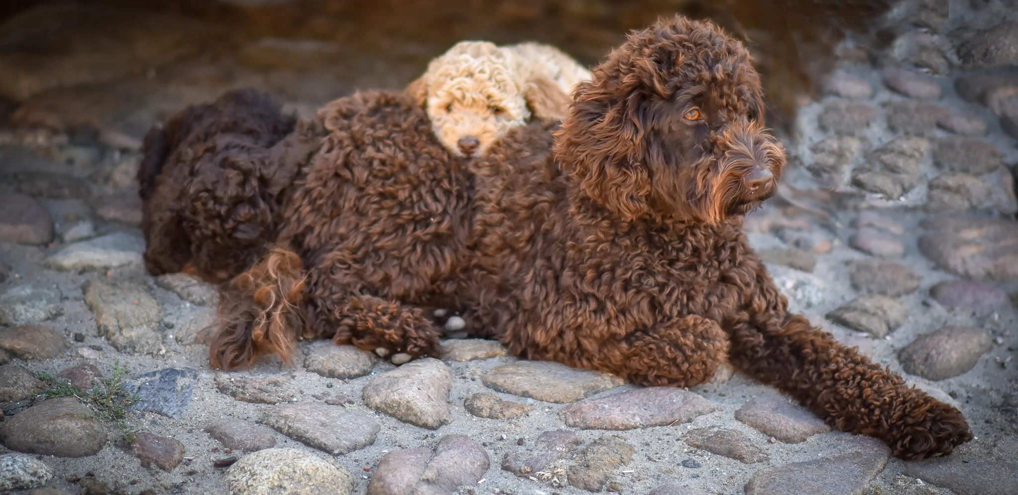 Rasstandard | 101 Labradoodles
